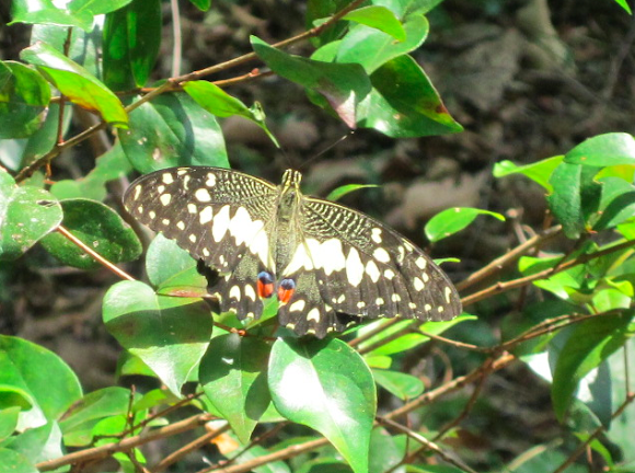 Lime Butterfly | Project Noah