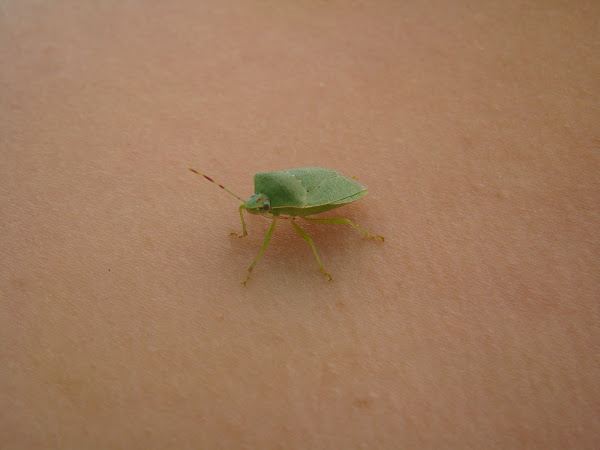 green stink bug or green soldier bug | Project Noah