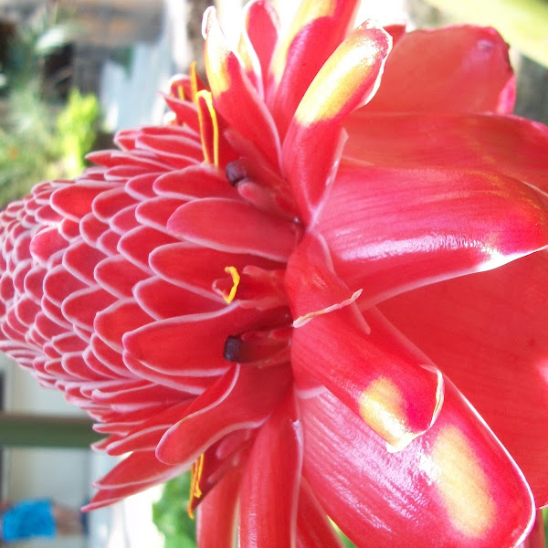 Plants | Project Noah