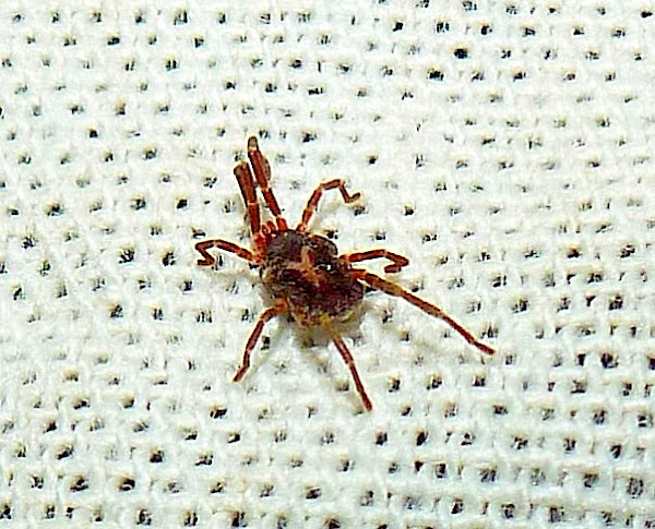 Free-Living Mite | Project Noah