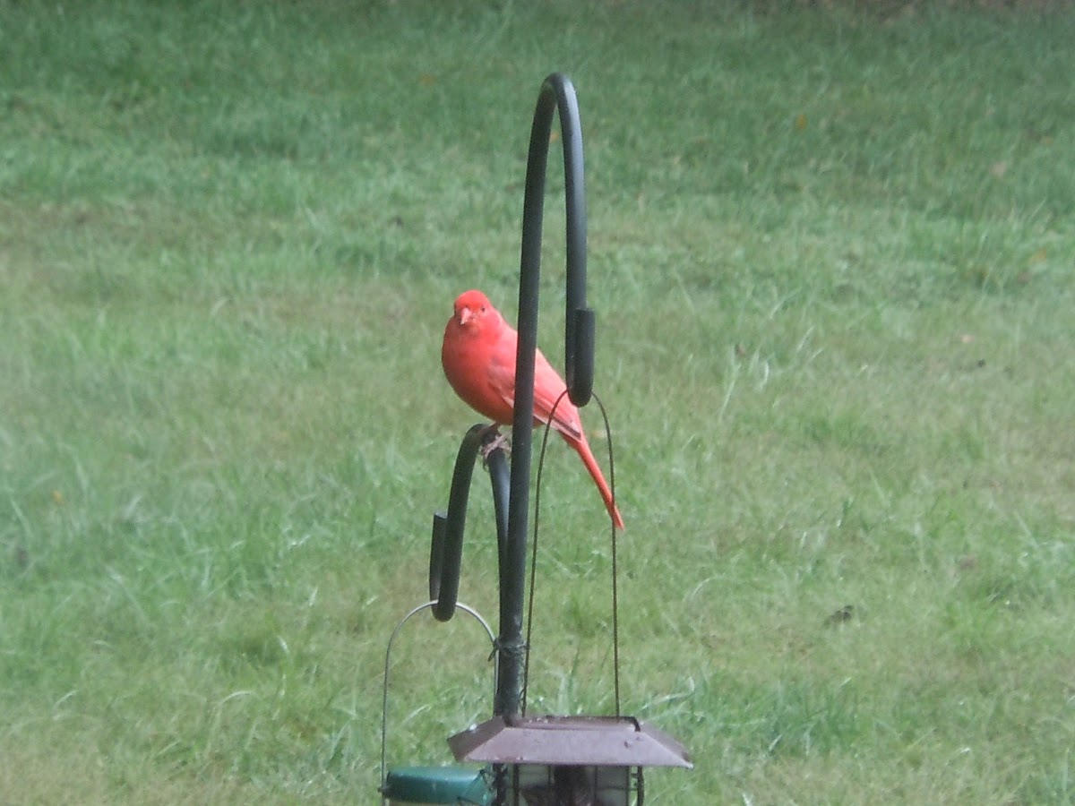 cardinal | Project Noah