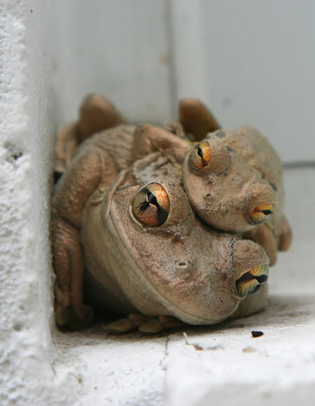 Cuban Tree Frog | Project Noah