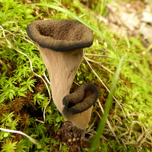 Black Trumpets | Project Noah