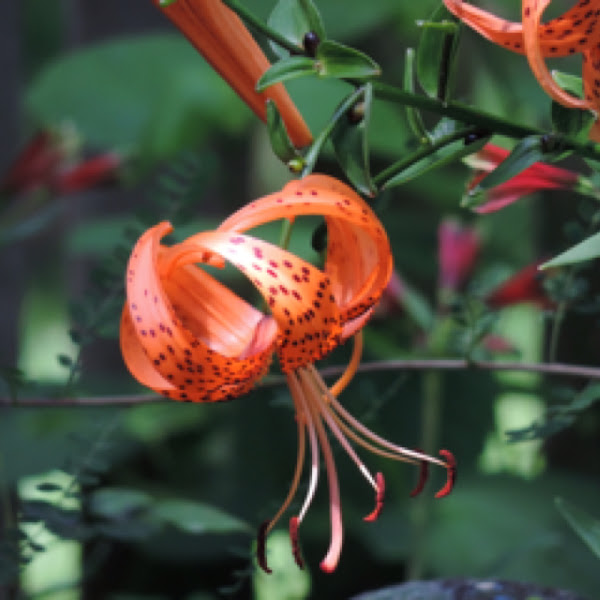 Tiger Lily | Project Noah