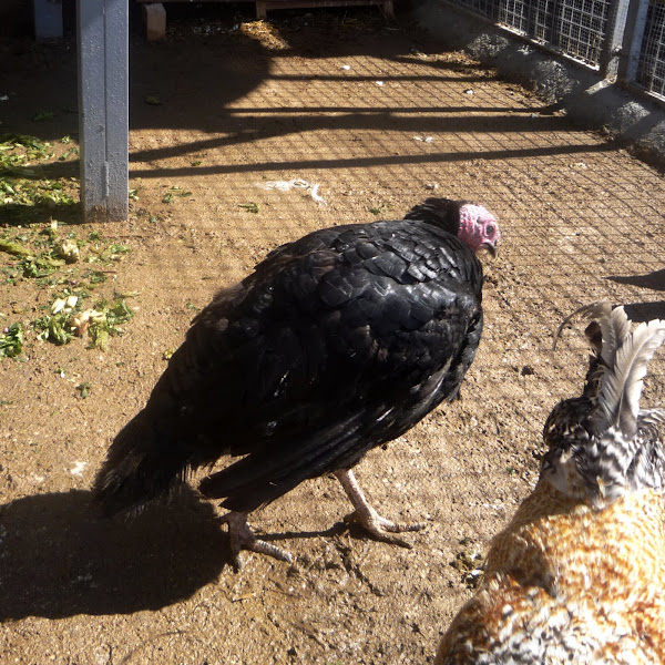 Pavo doméstico | Project Noah