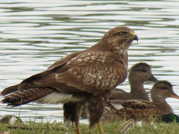 common buzzard | Project Noah