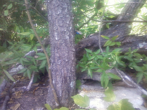 Eastern Fence Swift | Project Noah