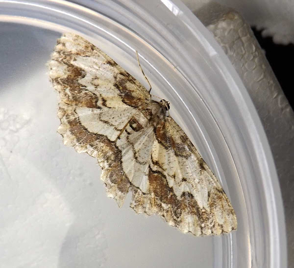 Spotting | Project Noah