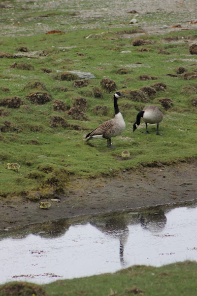 Canada Goose | Project Noah