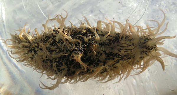 Ragged sea hare | Project Noah
