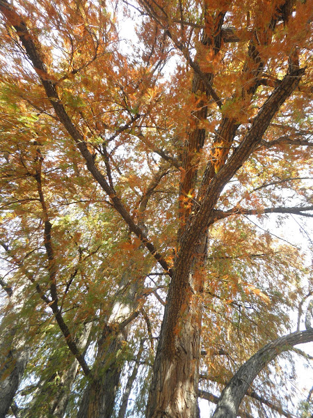 Ahuehuete o Ciprés Moctezuma | Project Noah