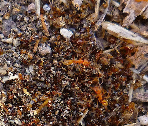 Ant Cemetery | Project Noah