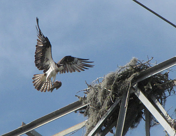 Osprey | Project Noah