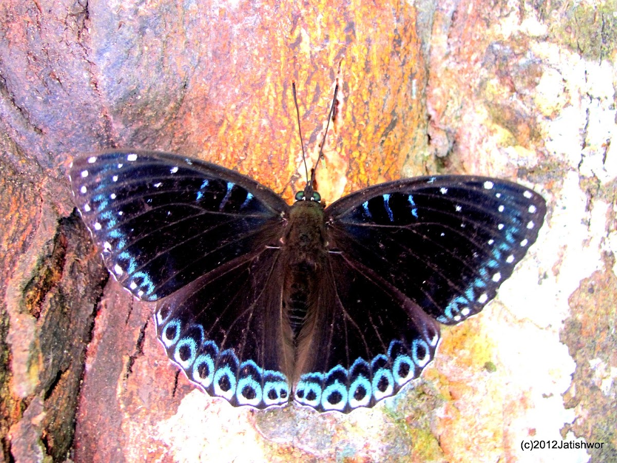 Popinjay | Project Noah