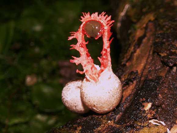 Puff fungi | Project Noah