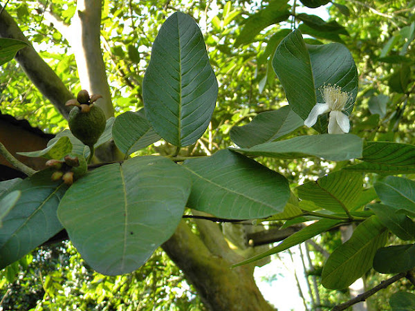 guava, jambu batu | Project Noah