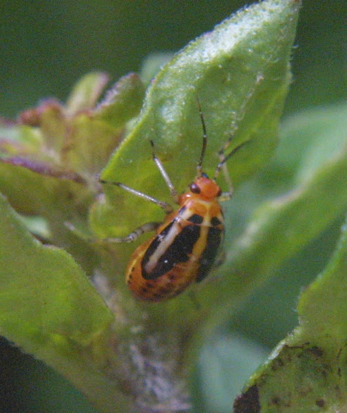 Four-lined Plant Bug, nymph late instar | Project Noah
