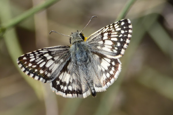 Common Checkered Skipper Butterfly | Project Noah
