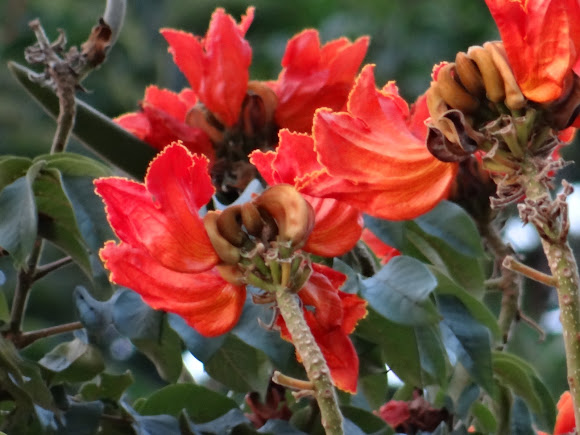 Tulipán africano - African Tulip Tree | Project Noah