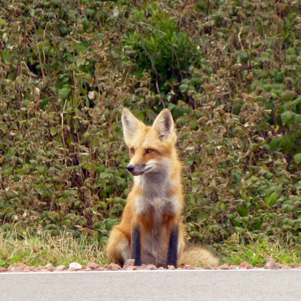 Red Fox | Project Noah