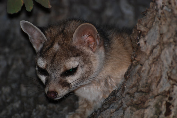 Ringtail | Project Noah