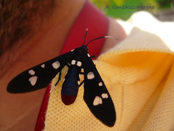 Ctenuchidae, wasp-moth? | Project Noah