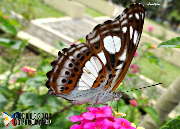 Butterfly | Project Noah