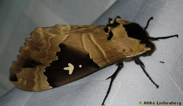 Arrow Sphinx | Project Noah