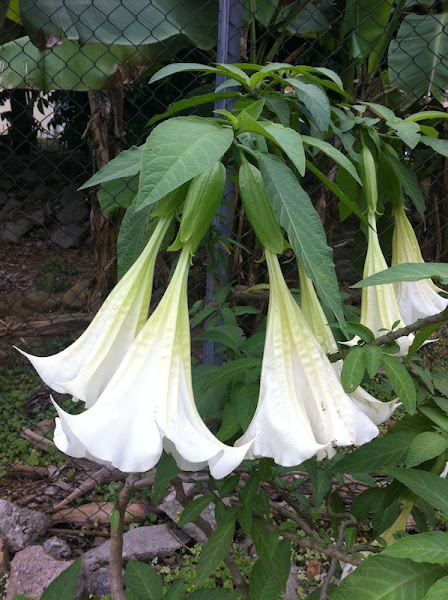 Angel's Trumpet 大花曼陀羅 | Project Noah
