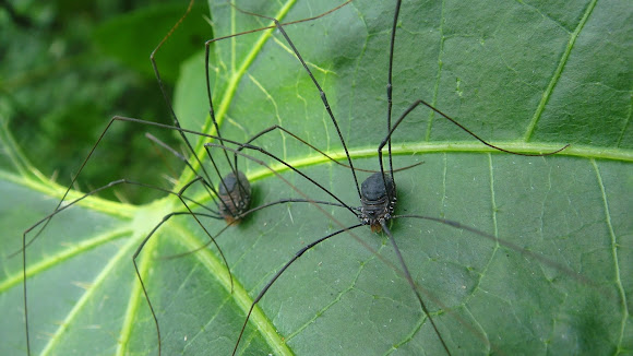Opiliones | Project Noah