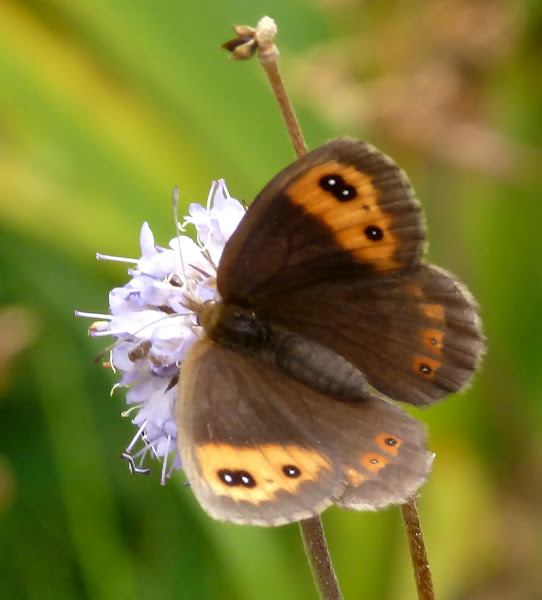 Spanish Gatekeeper | Project Noah