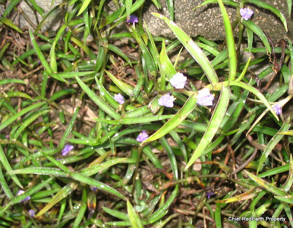 Wandering Dew-Grass | Project Noah