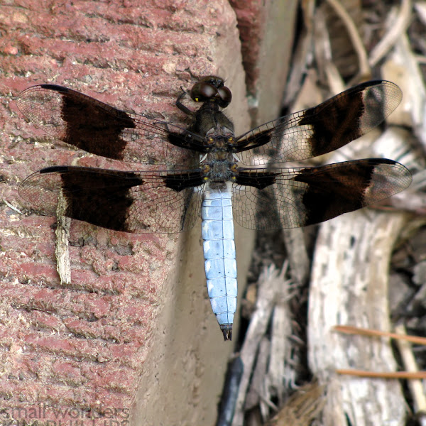 Common Whitetail Skimmer - male | Project Noah
