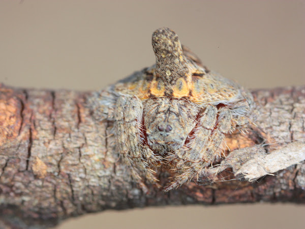 Twig spider | Project Noah