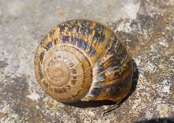 Garden Snail | Project Noah