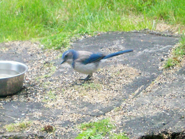 Western Scrub Jay | Project Noah