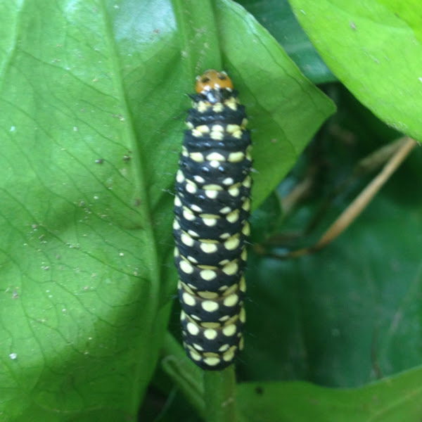 Lily Borer | Project Noah