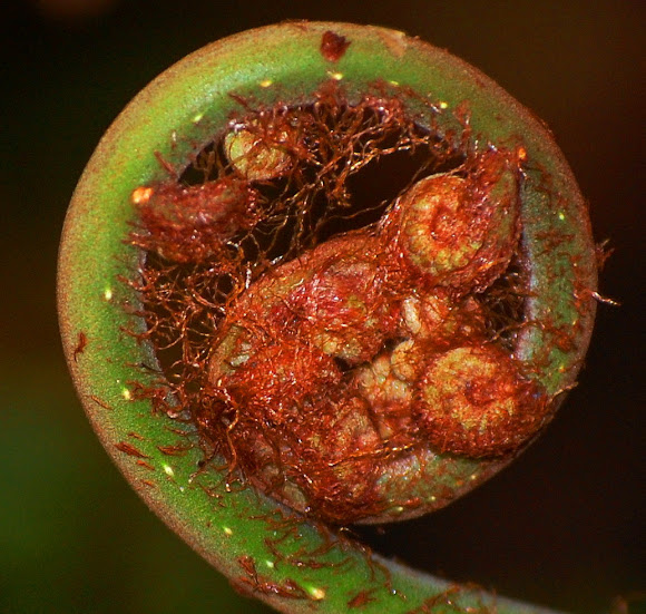 Monkey tail fern | Project Noah