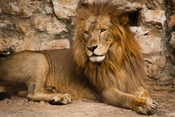 Lion - Leon | Project Noah