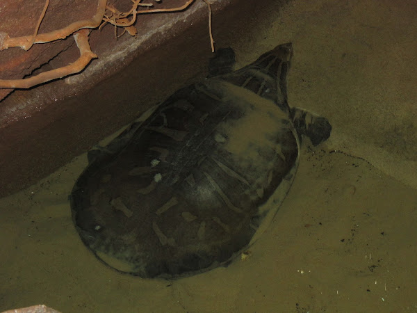 Narrow Headed Softshell Turtle | Project Noah