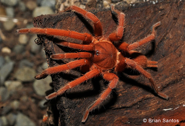 Panay Orange Tarantula | Project Noah