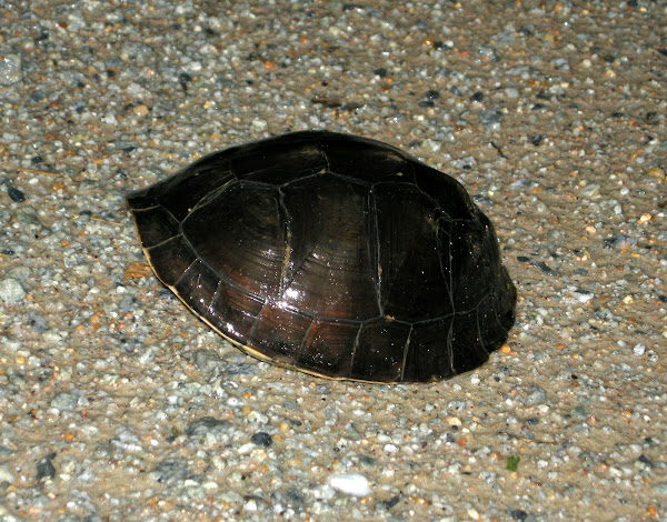 Malayan Box Turtle | Project Noah