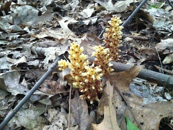 Squawroot | Project Noah