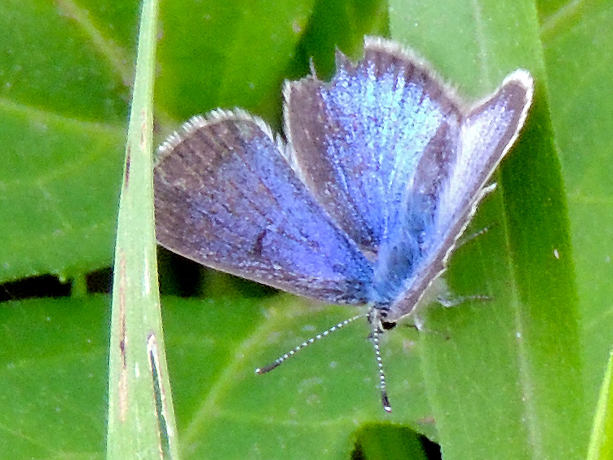 Greenish blue butterfly | Project Noah