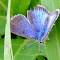 Greenish blue butterfly | Project Noah
