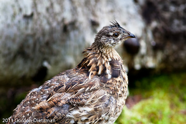 Ruffed Grouse | Project Noah