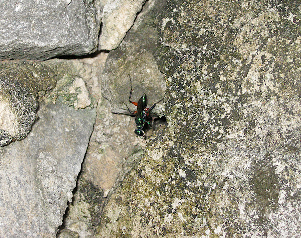 Emerald Cockroach Wasp | Project Noah