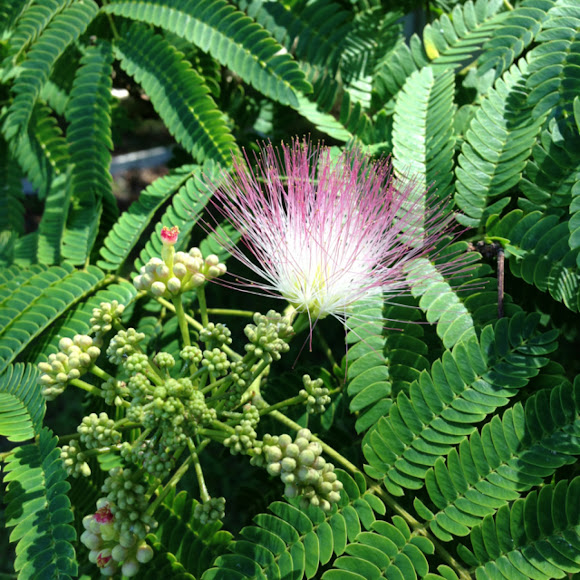 pink silk tree | Project Noah