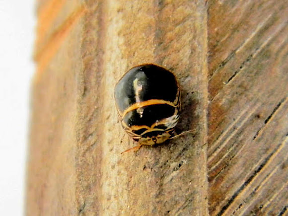 black bean bug | Project Noah