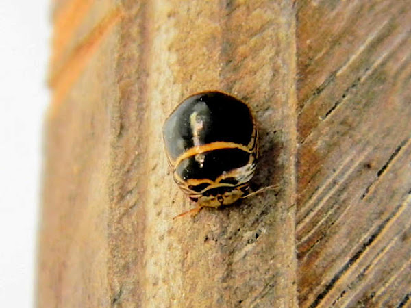 black bean bug | Project Noah